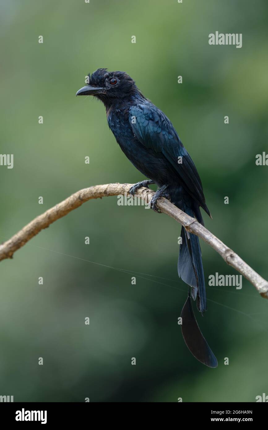 Greater Racket-Tailed Drongo Stock Photo - Alamy