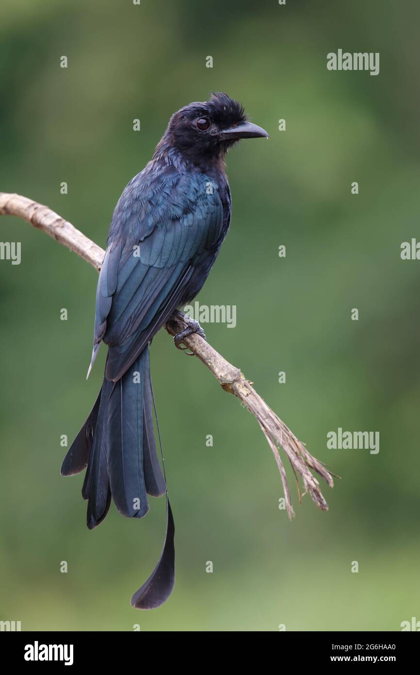 Racket tailed drongo hi-res stock photography and images - Alamy