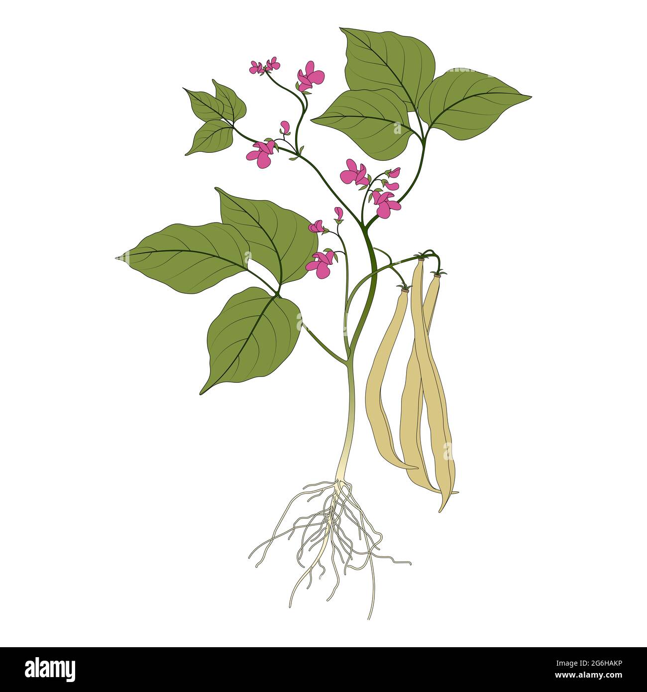 Phaseolus vulgaris illustration hi-res stock photography and images - Alamy