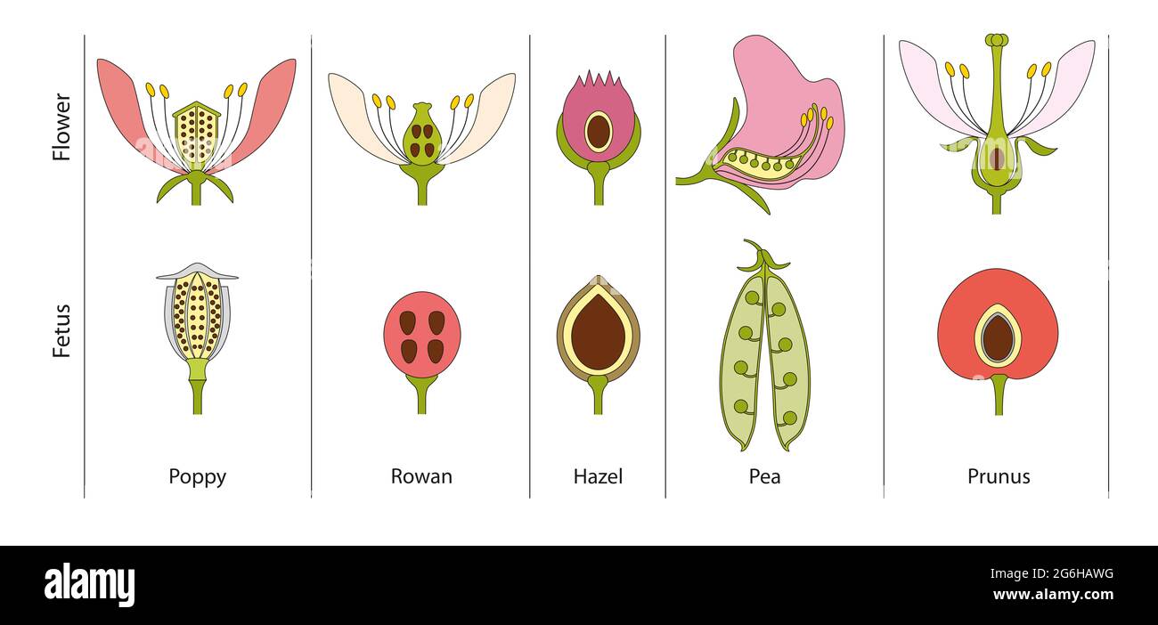Differences in plant flower and fruit structure Stock Photo - Alamy