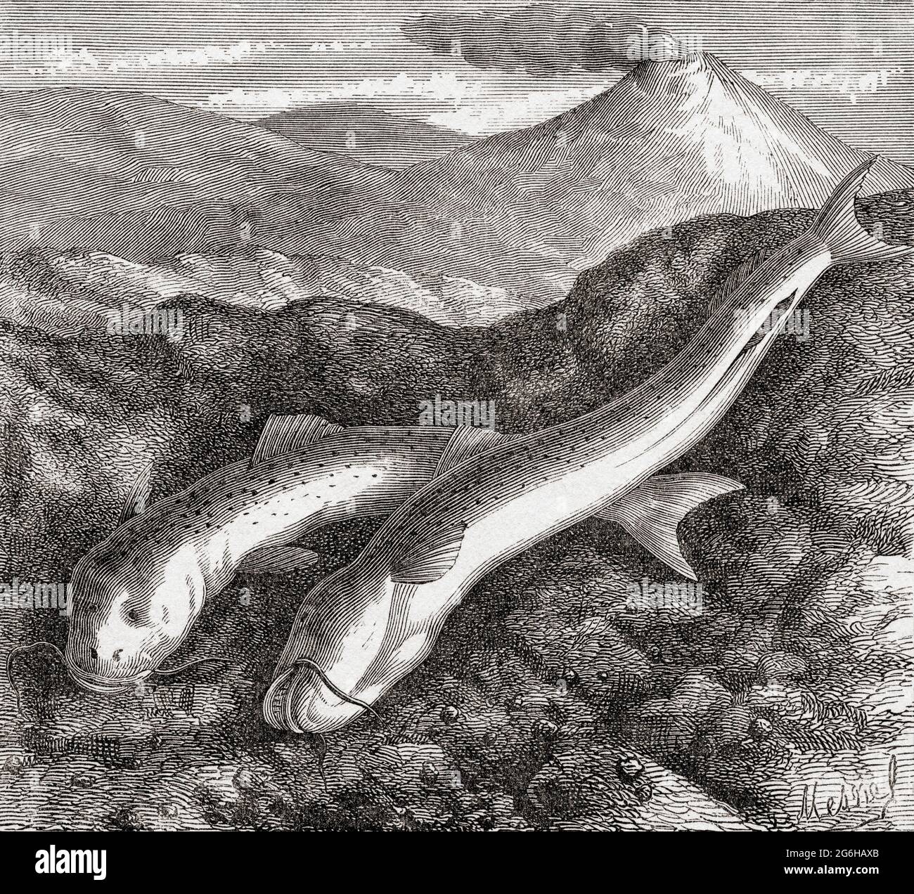 Astroblepus cyclopus ejected from a volcano. A species of catfish of ...