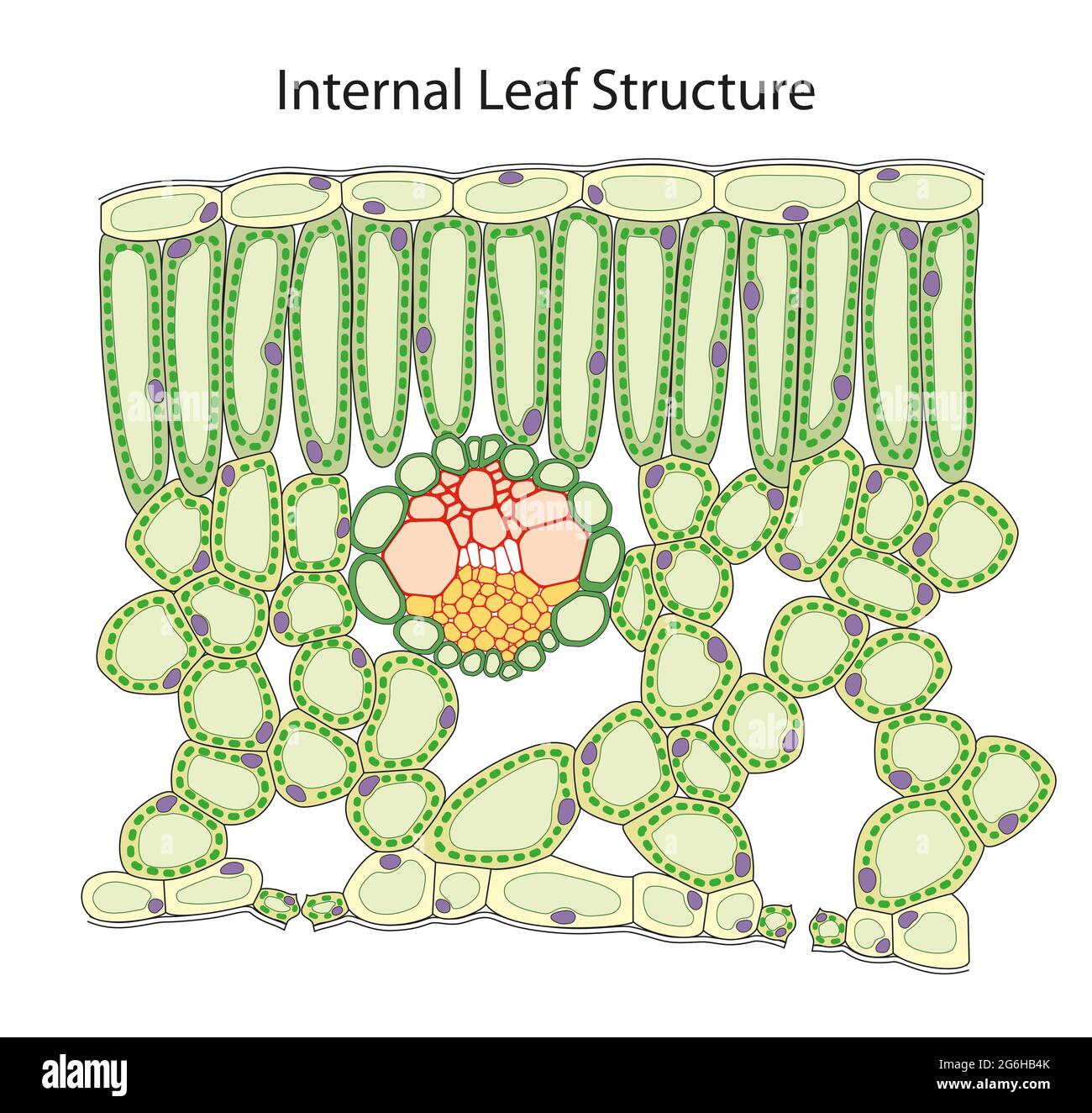 Palisade cell hi-res stock photography and images - Alamy