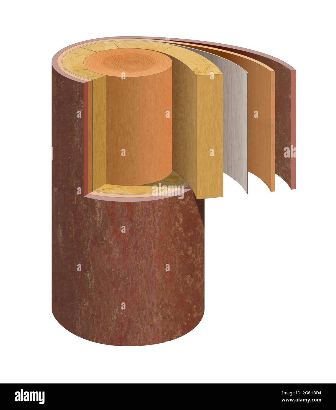 Cross section of a stem hi-res stock photography and images - Alamy