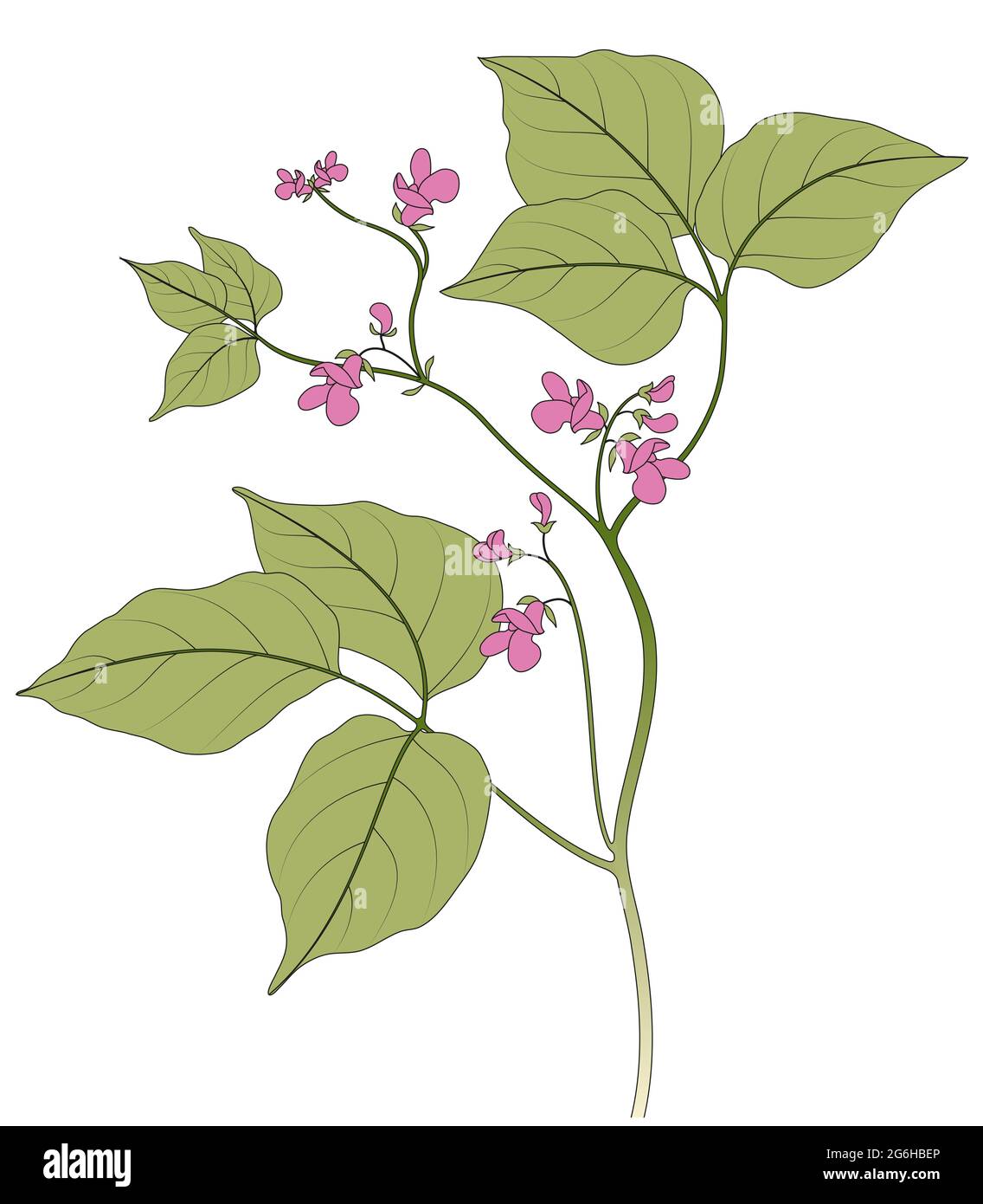 Phaseolus vulgaris illustration hi-res stock photography and images - Alamy