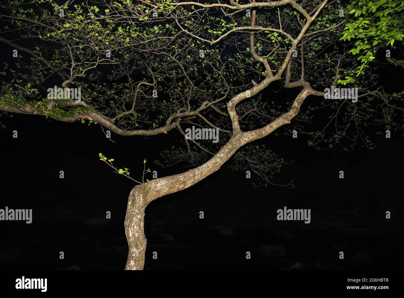 Night Of Trees And Branches