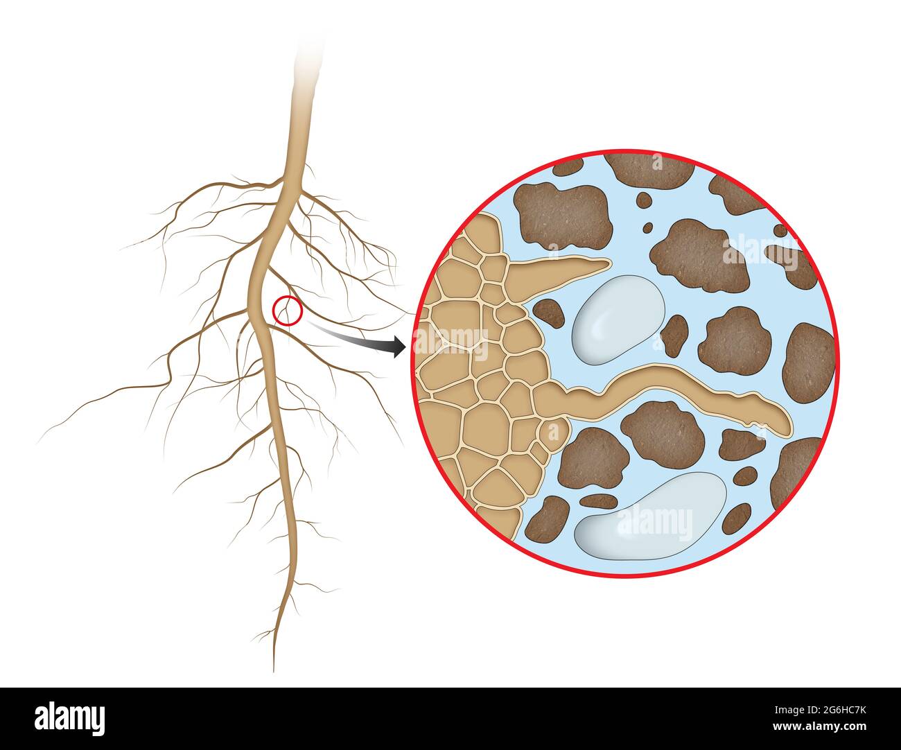 Root Hair Cell Diagram