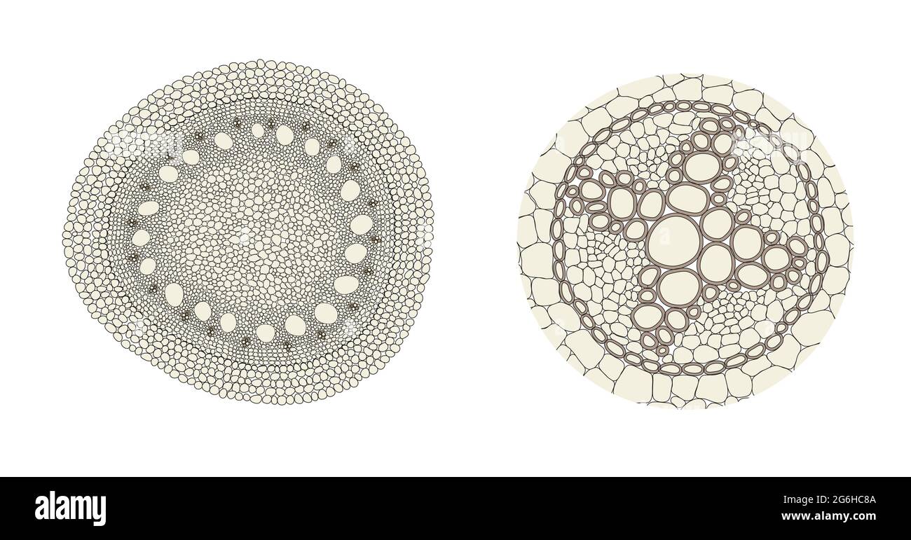 Difference Between Monocot Root And Dicot Root