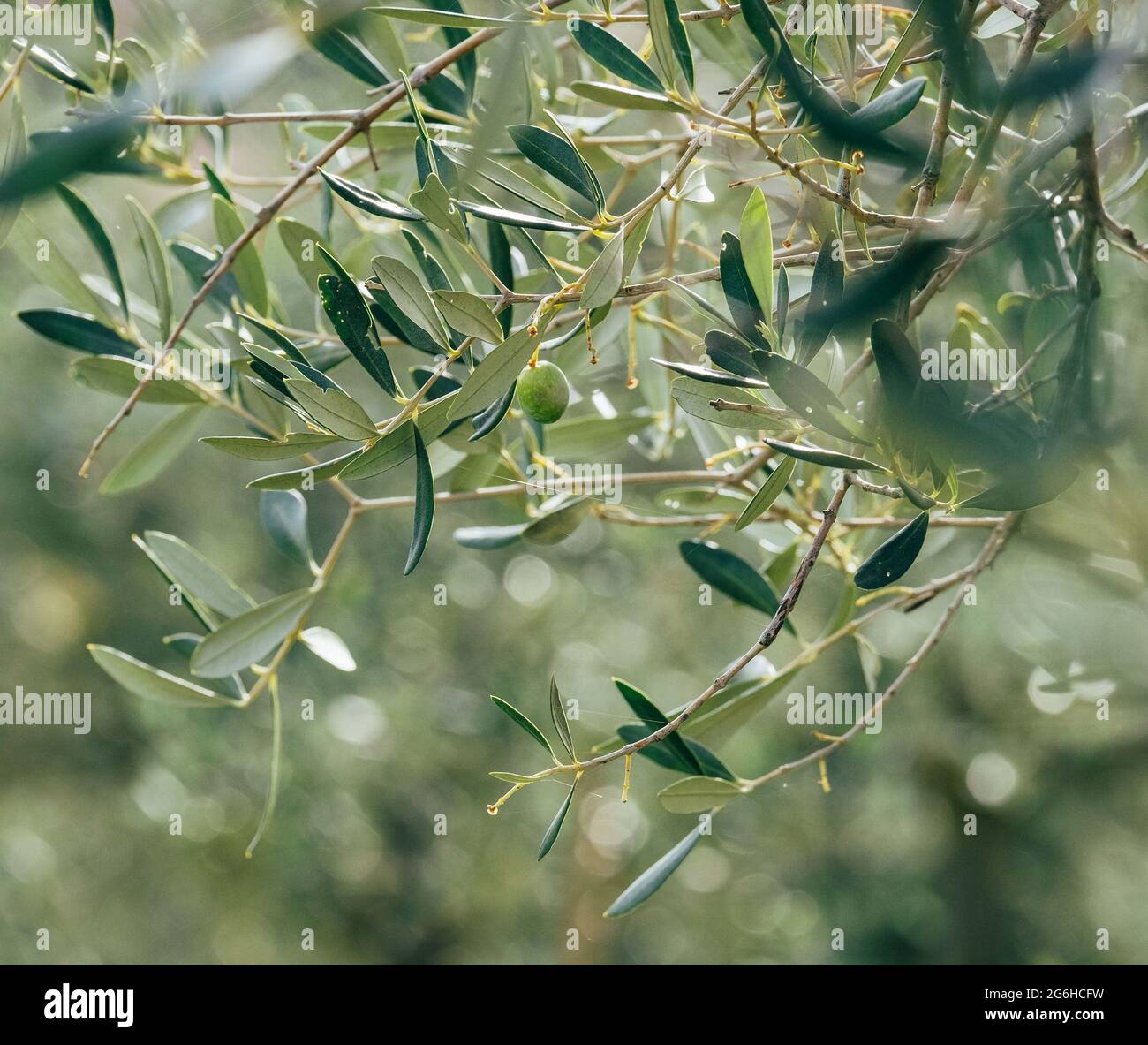 Green olives growing on a tree hi-res stock photography and images - Alamy