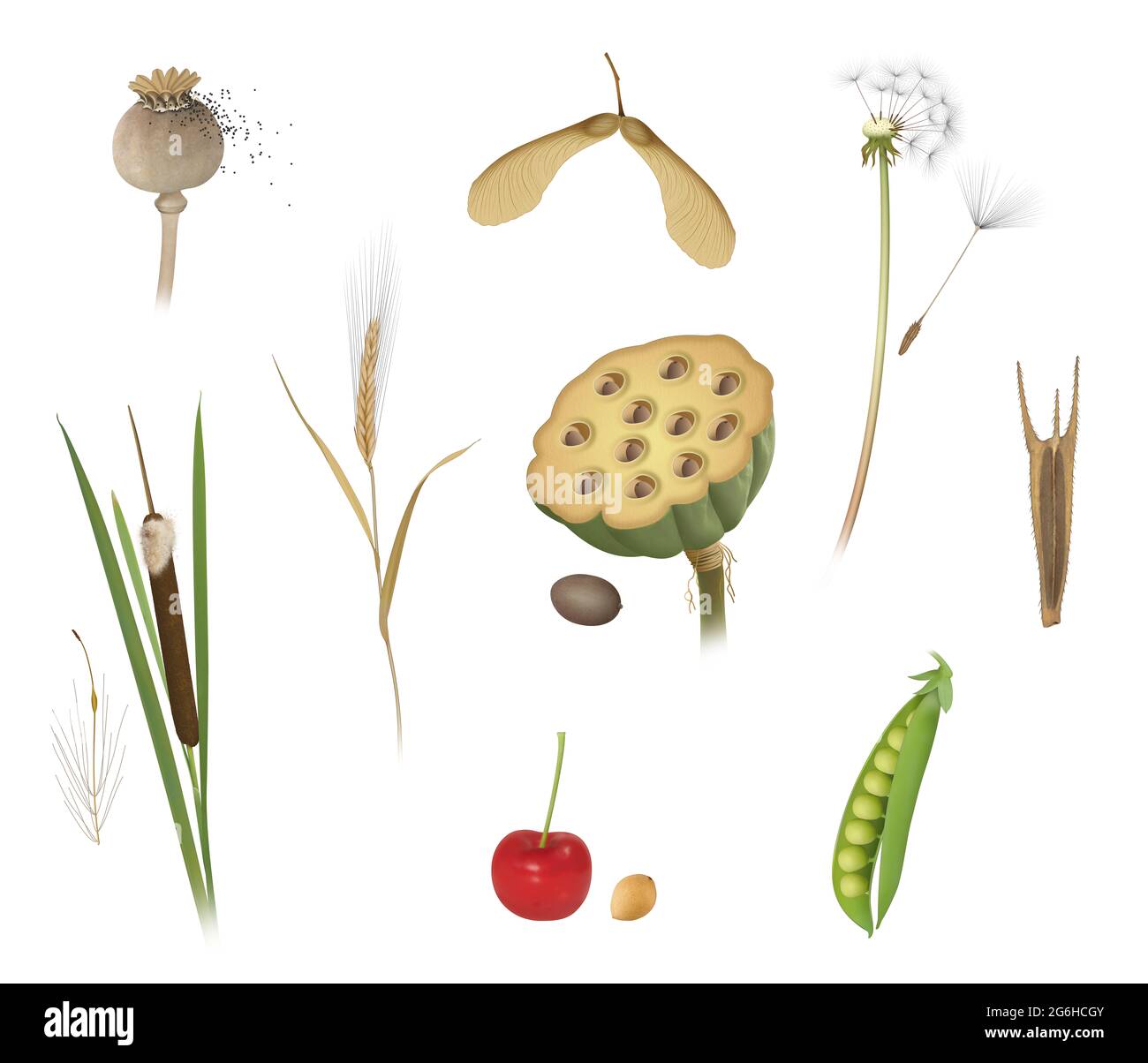 Water seed dispersal hi-res stock photography and images - Alamy