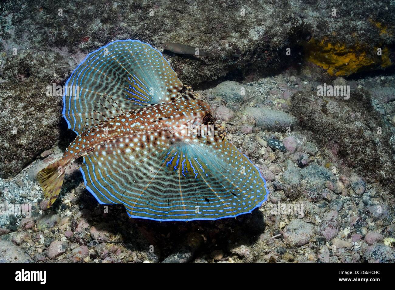 Flying gurnard fish hi-res stock photography and images - Alamy