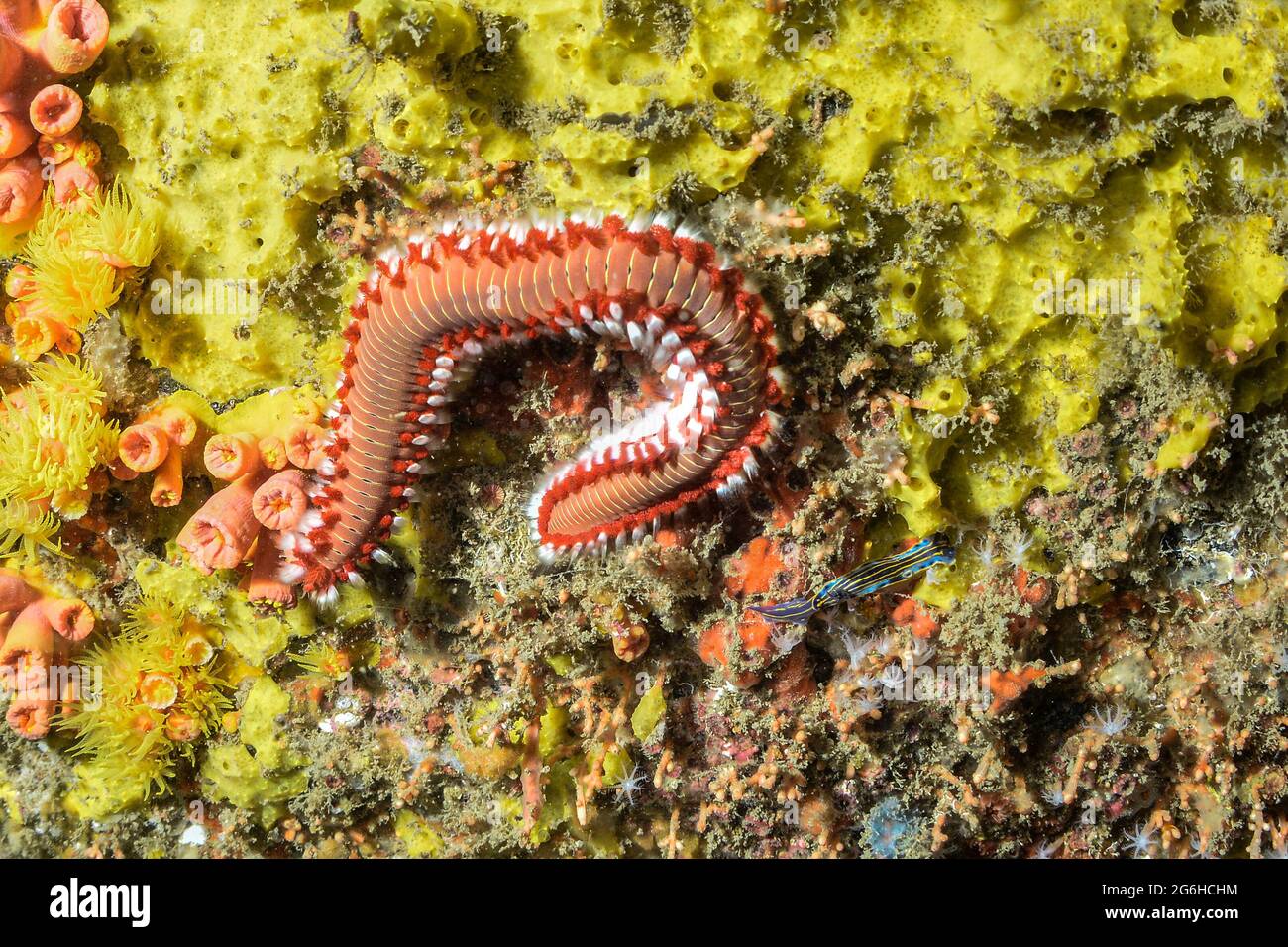 Bearded fireworms Hermodice carunculata and nudibranch Stock Photo - Alamy