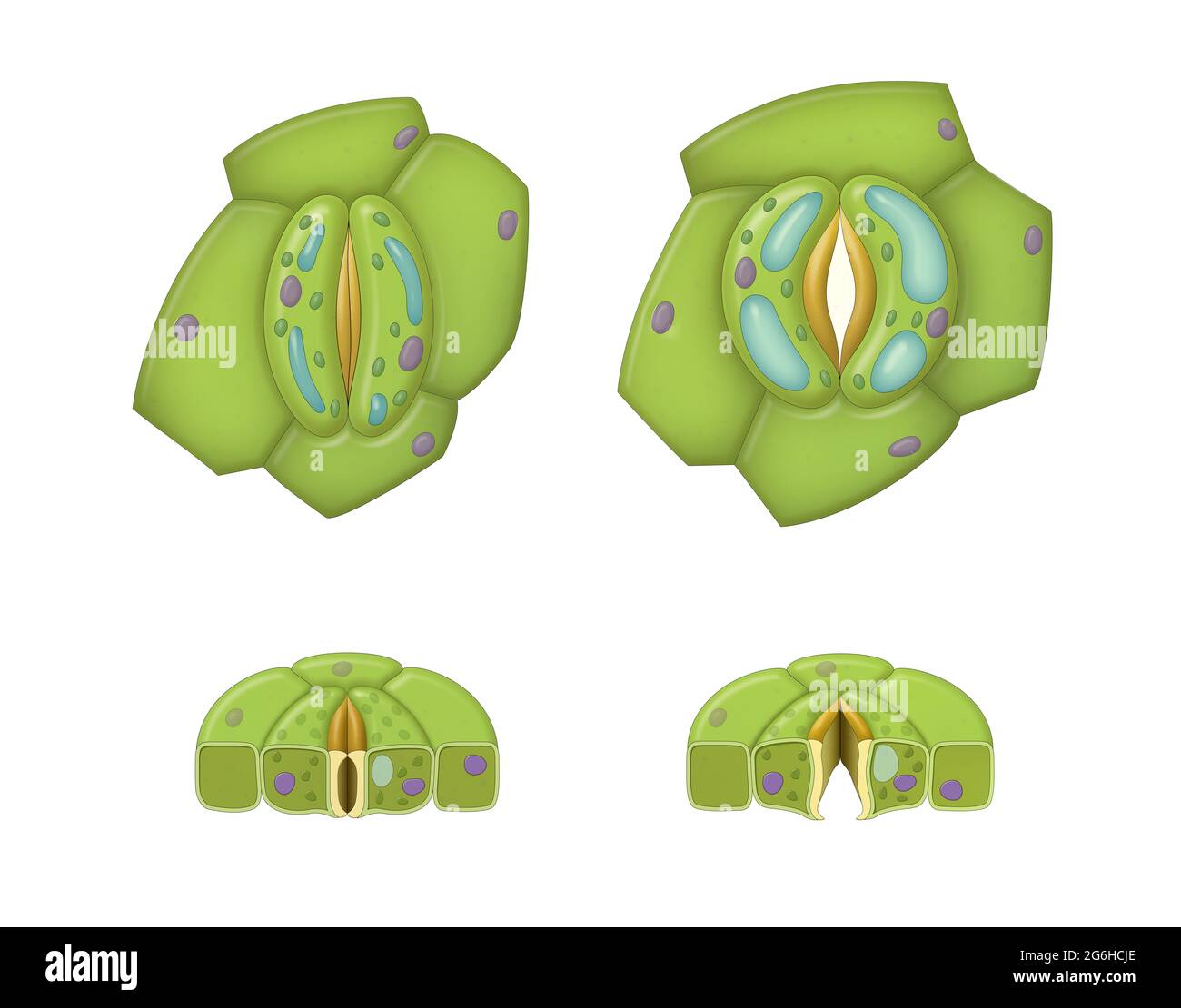 Open stomata hi-res stock photography and images - Alamy