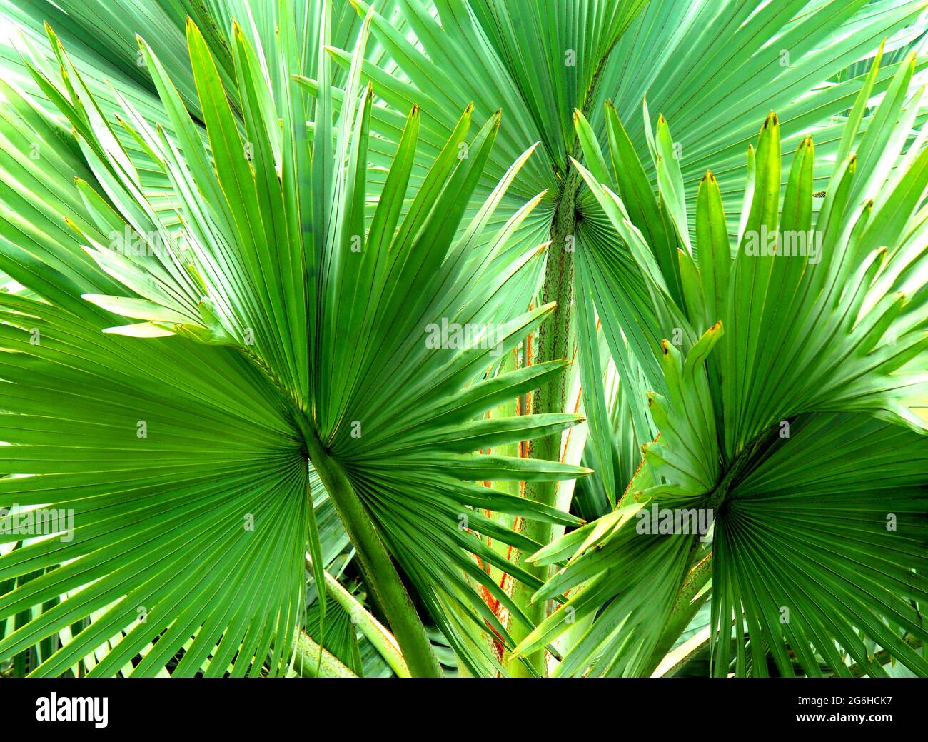 Tropical fan hi-res stock photography and images - Alamy