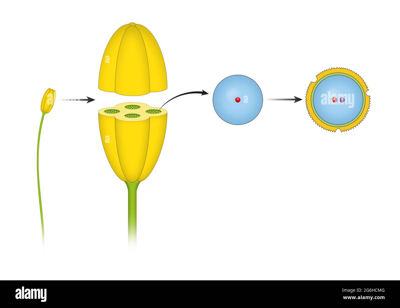 Flower stamen structure Cut Out Stock Images & Pictures - Alamy