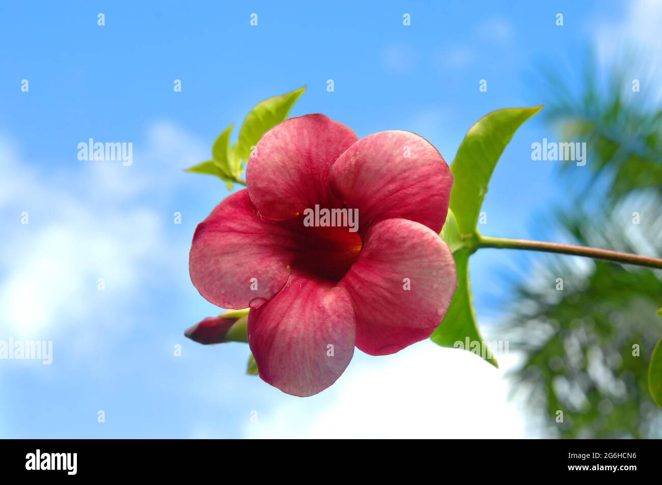 Purple allamanda blooms against the vivid blue skies of the Big Island ...