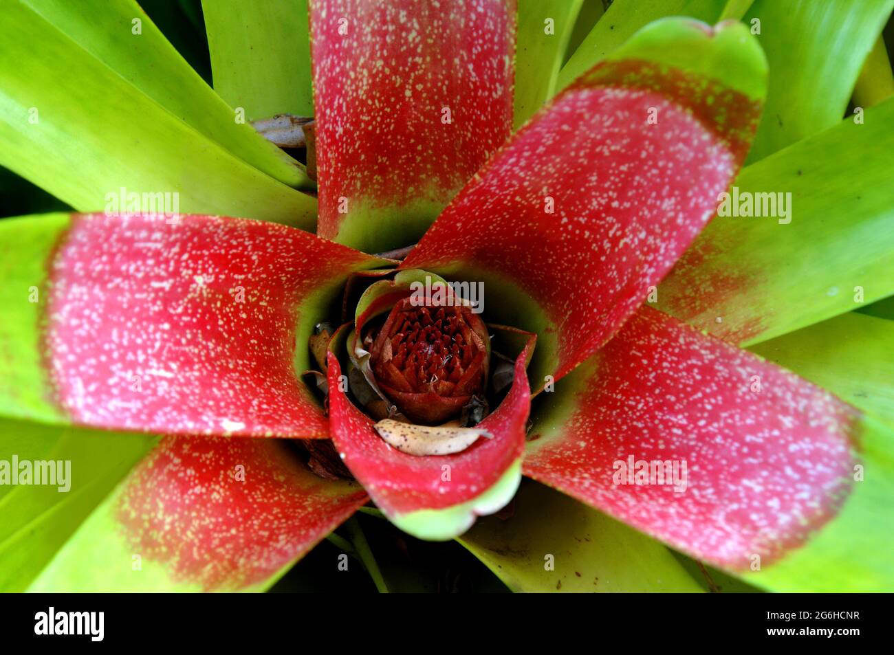 Blushing Bromeliad has collected water in its cup and flower. Big ...