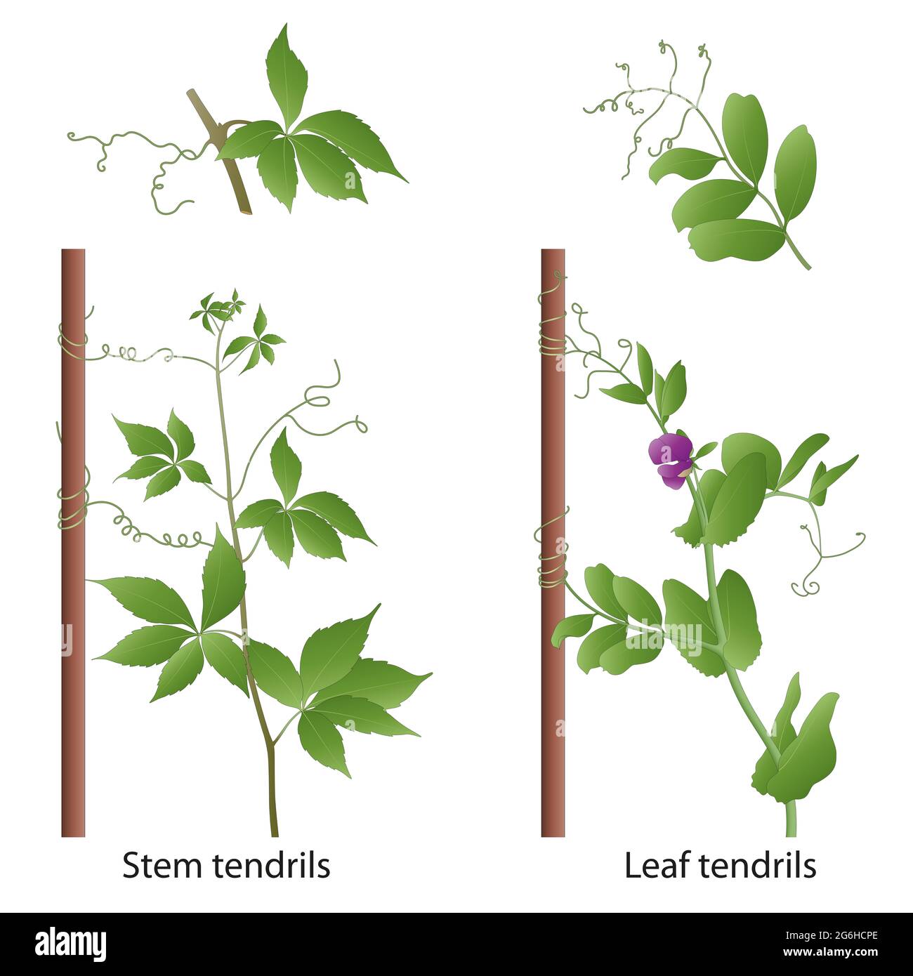 Stem Tendril Examples