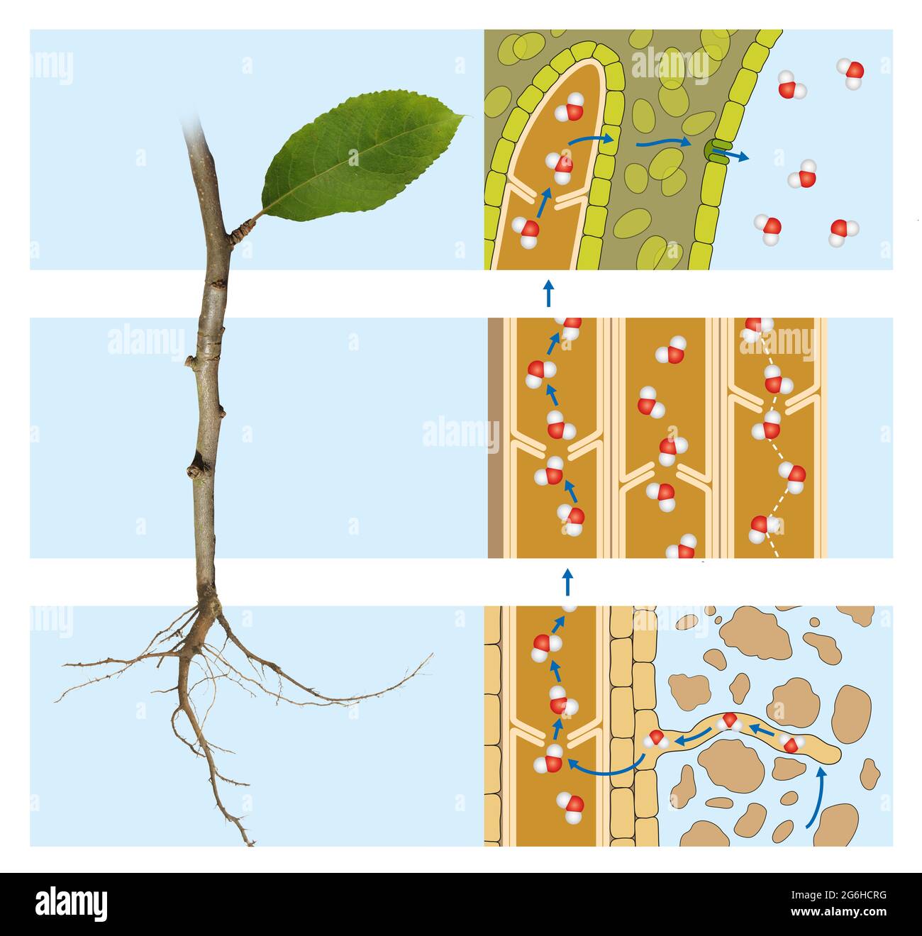Water circulation in the plant. Transpiration Stock Photo - Alamy
