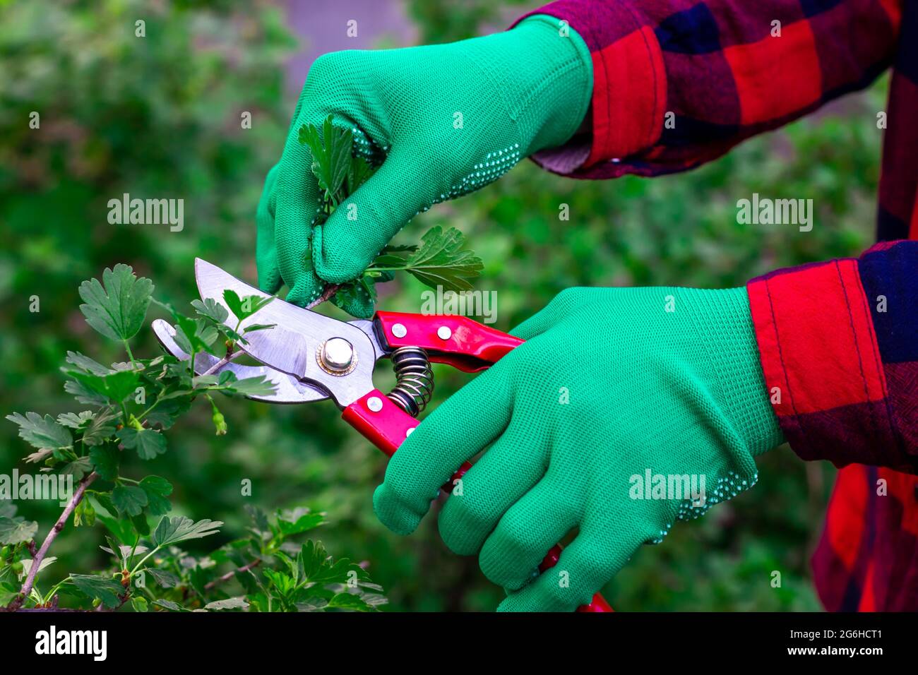 Gardener's job. Cutting garden bushes. Pruning bushes with pruning ...