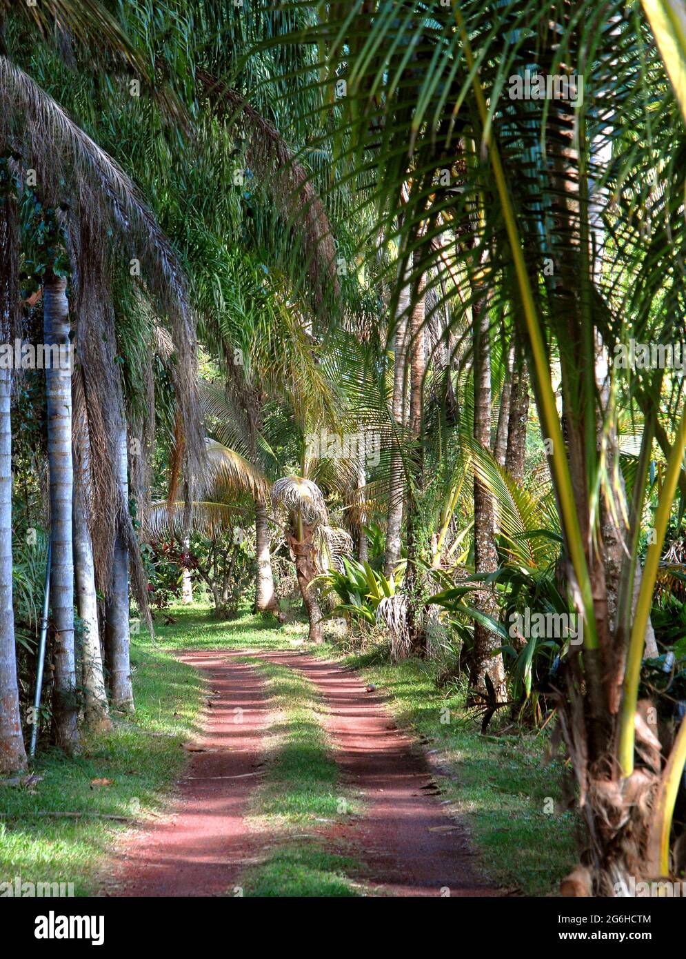 Quiet country lane underneath a tunnel of old palm trees. The road ...