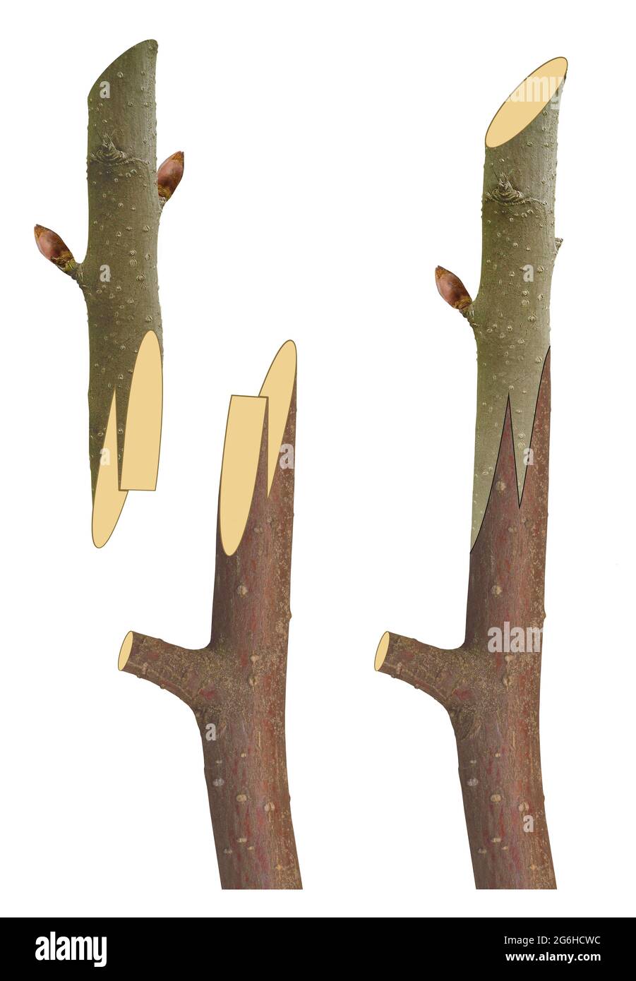 Methods of grafting hi-res stock photography and images - Alamy