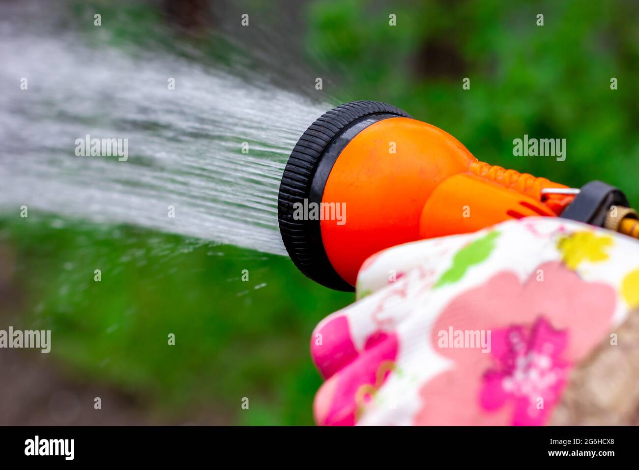 The process of watering the garden. Water spray from a garden hose ...