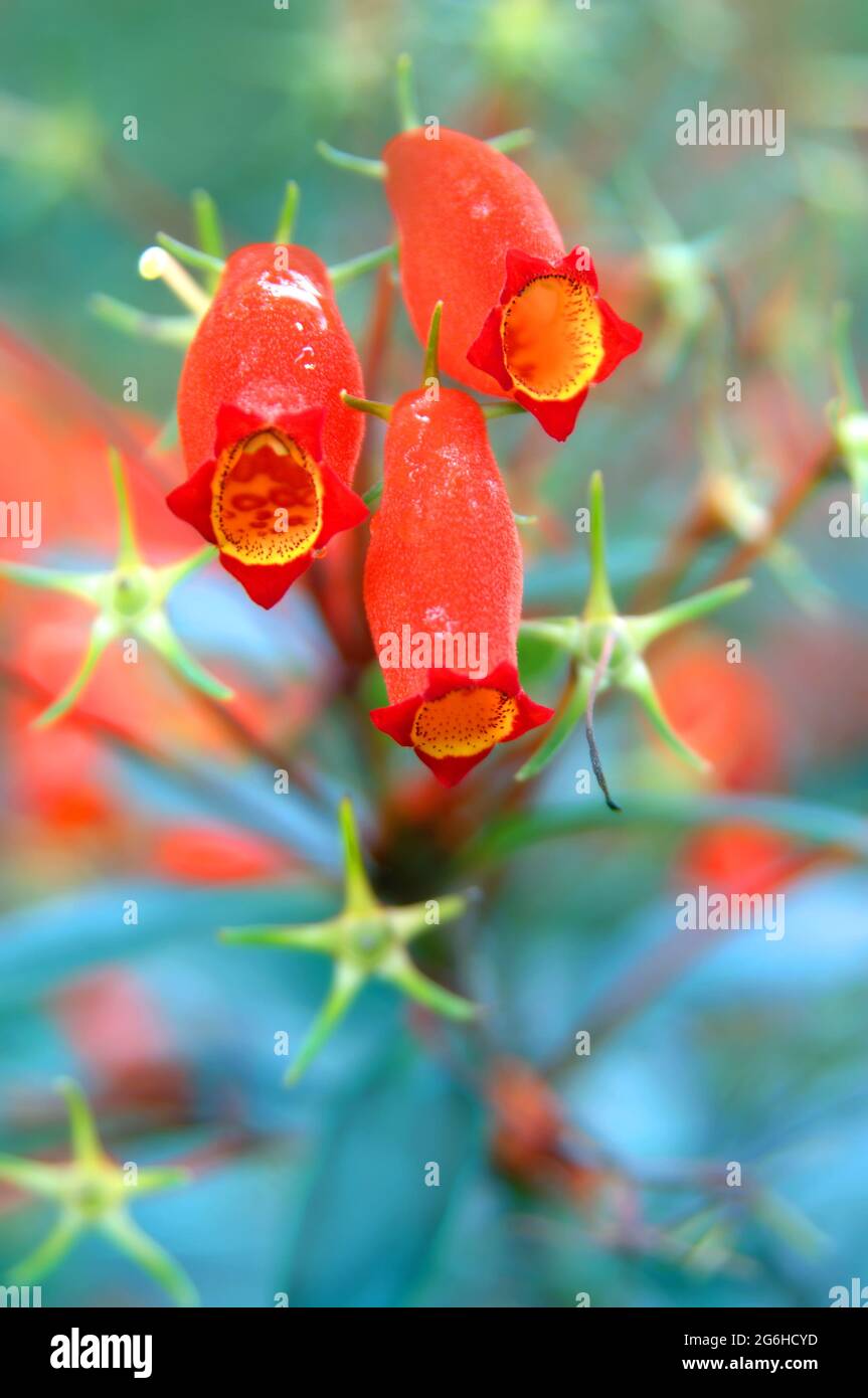 Tropical flower on the Big Island of Hawaii has brilliant tube shaped ...