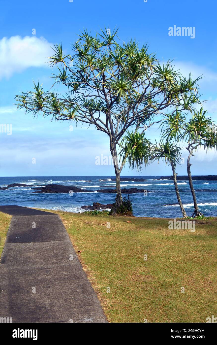 Curving sidewalk passes beneath the limbs of a Screw Pine or Hala Tree ...