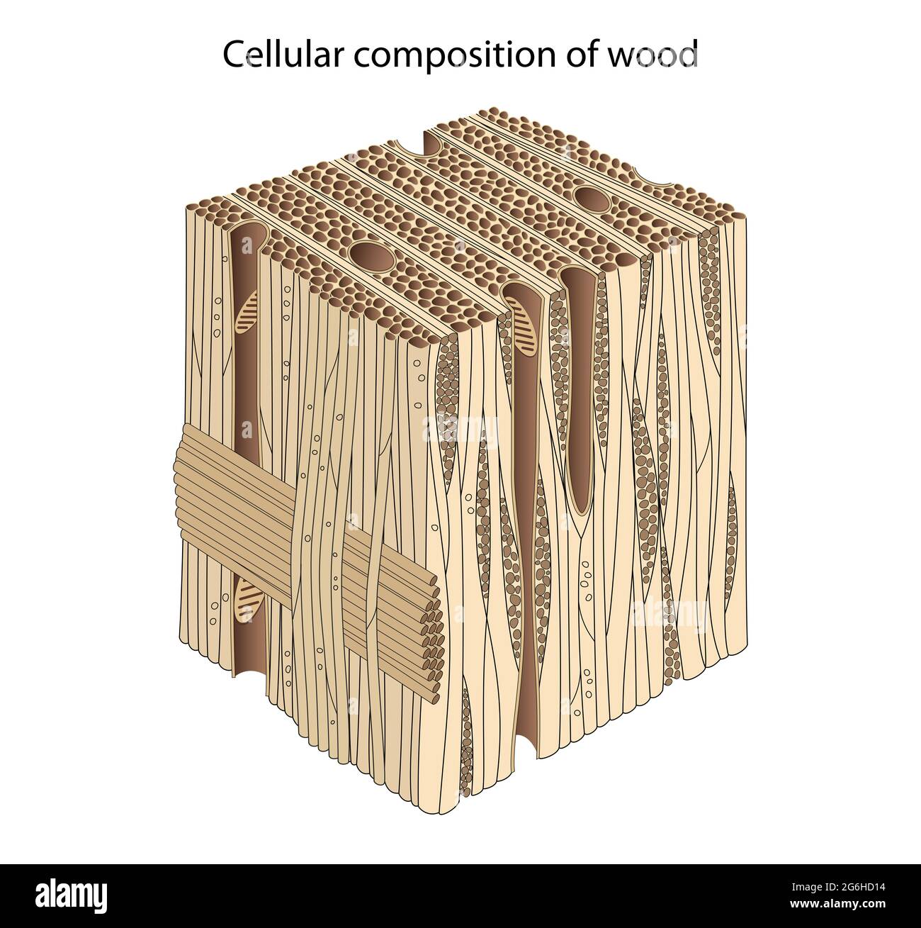 Microscopic wood hi-res stock photography and images - Alamy Microscopic wood hi-res stock photography and images - Alamy