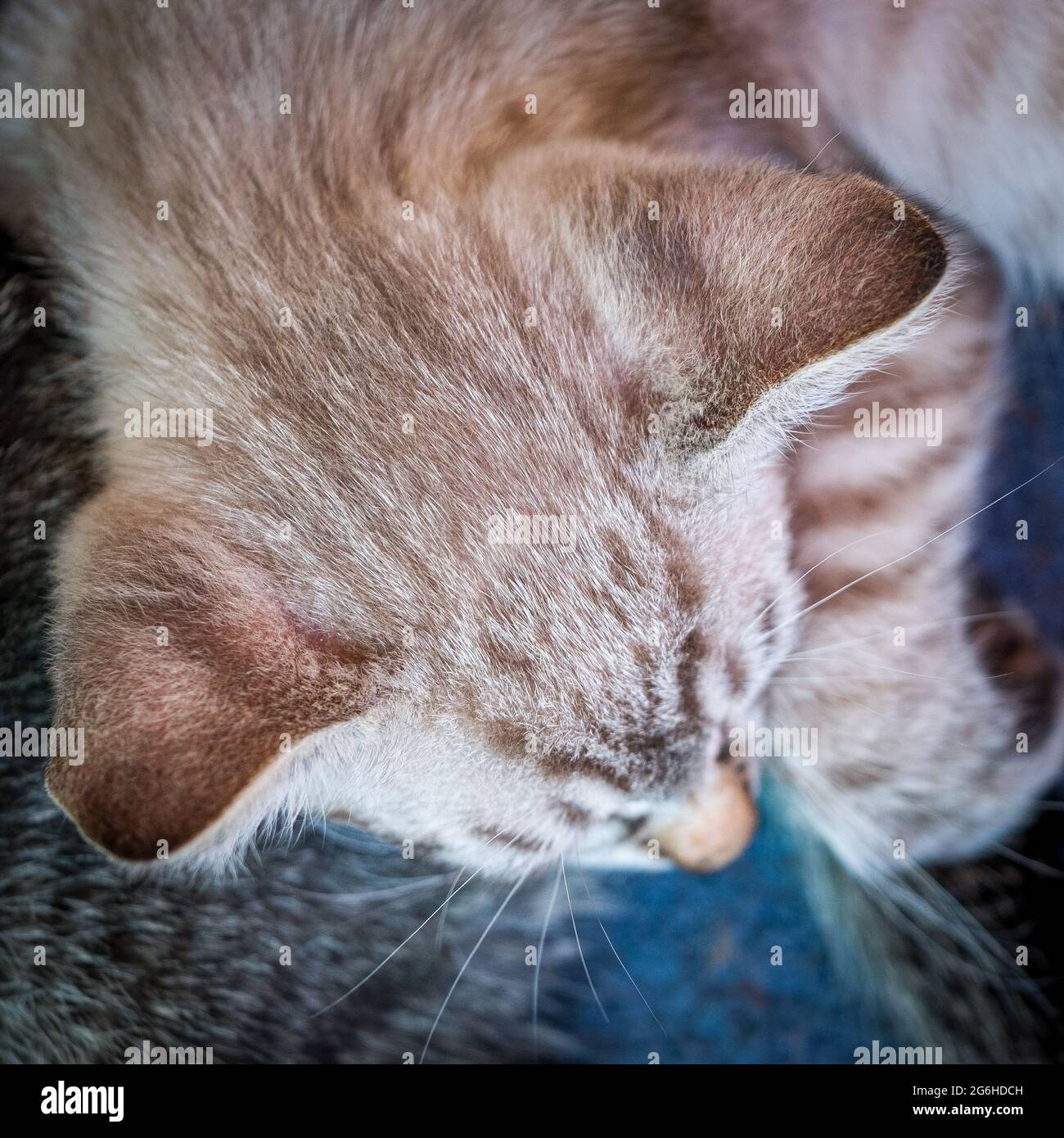 Sleeping tabby cat hi-res stock photography and images - Alamy
