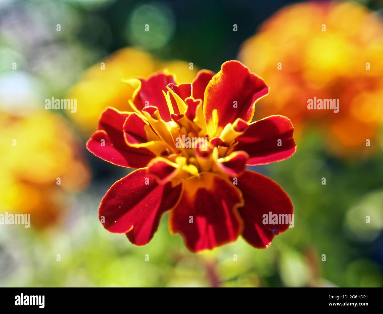 red-yellow small flower in the garden, in summer Stock Photo - Alamy