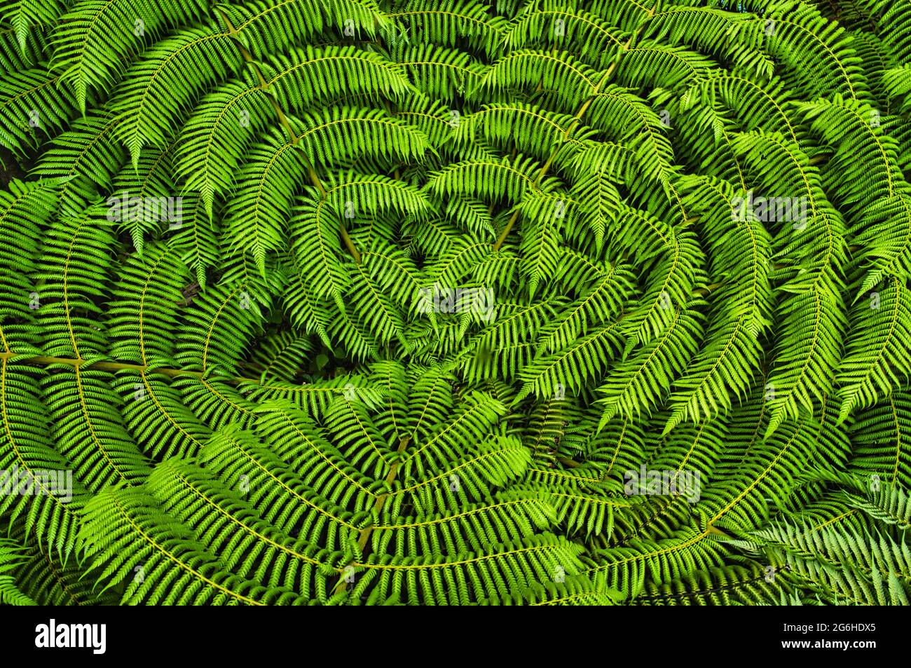 Radial pattern of fern leaves in the north of North Island, New Zealand ...