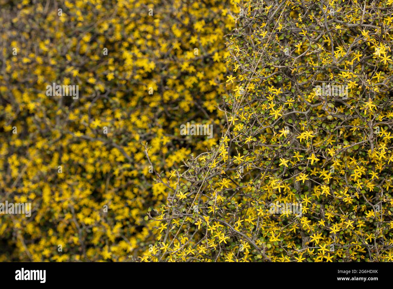 Corokia cotoneaster, wire-netting bush, close up natural plant portrait ...