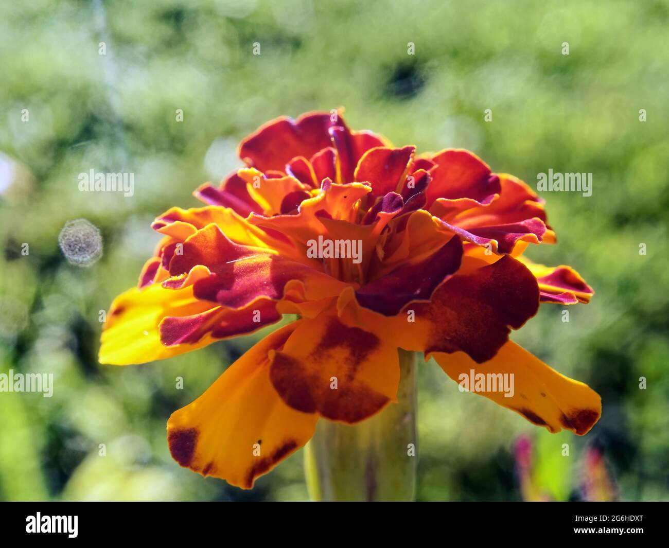 red-yellow small flower in the garden, in summer Stock Photo - Alamy