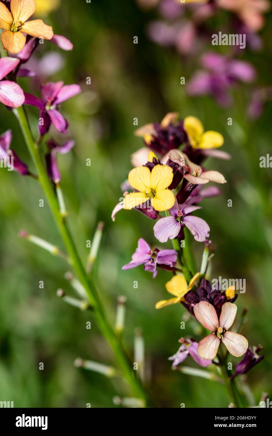 Popular Erysimum mutabile flowering, close-up plant portrait Stock ...