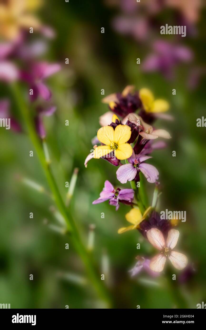 Popular Erysimum mutabile flowering, close-up plant portrait Stock ...
