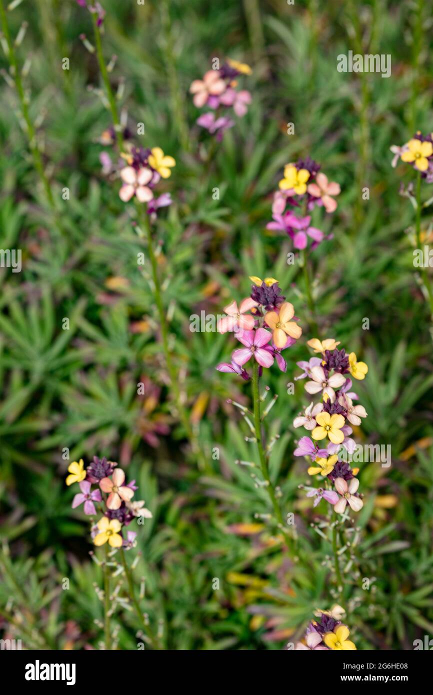 Popular Erysimum mutabile flowering, close-up plant portrait Stock ...