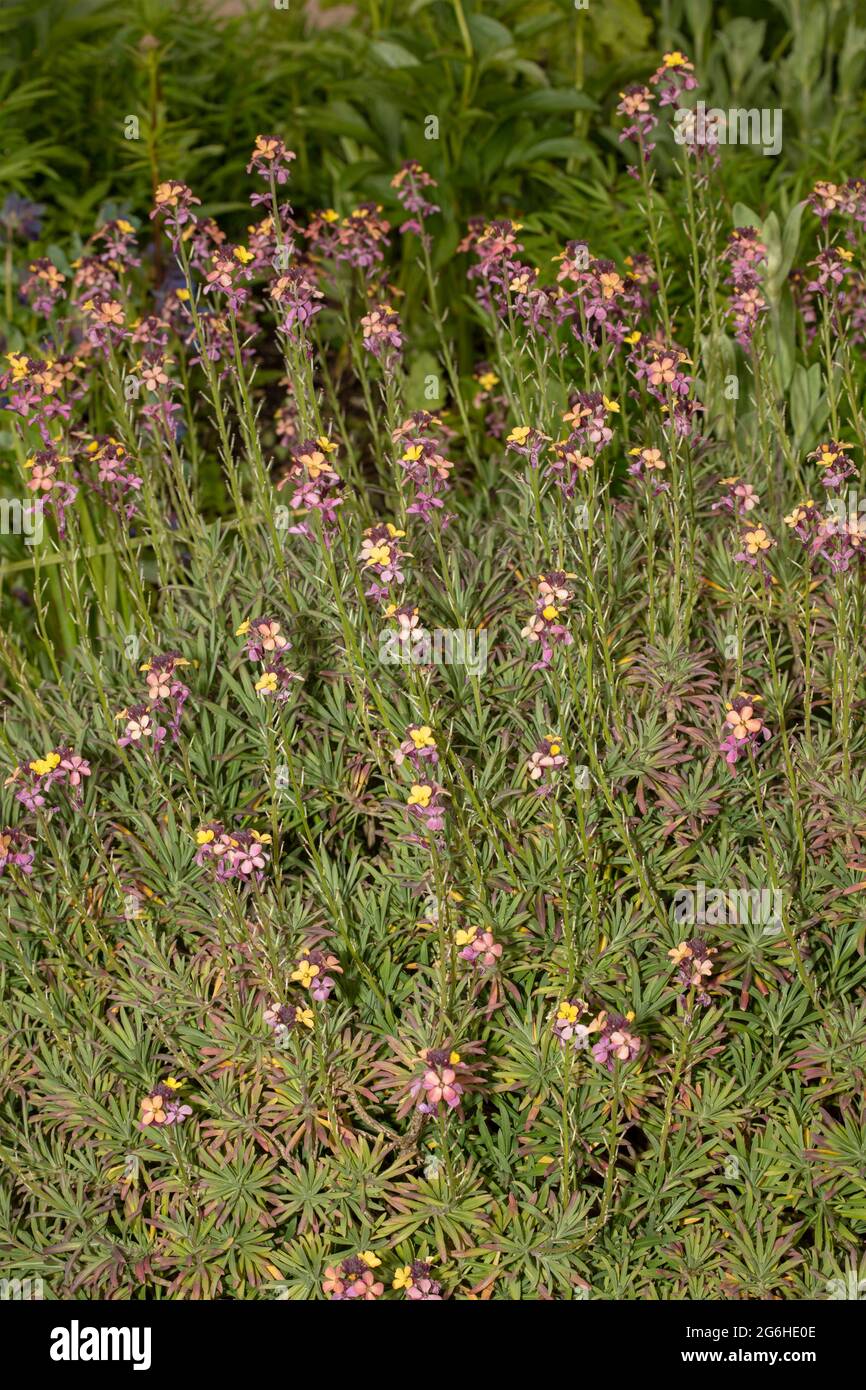 Popular Erysimum mutabile flowering, close-up plant portrait Stock ...