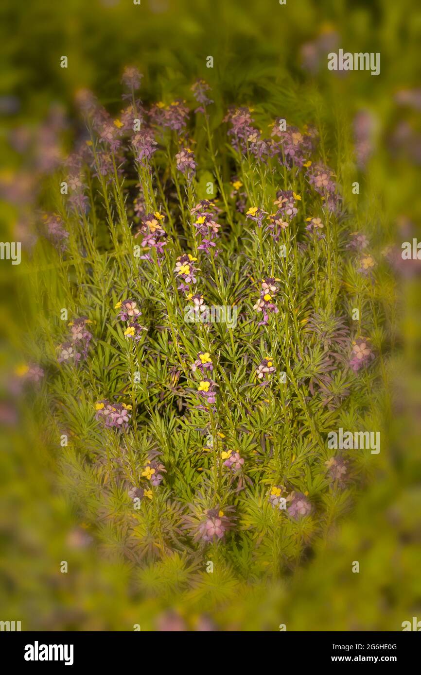 Popular Erysimum mutabile flowering, close-up plant portrait Stock ...