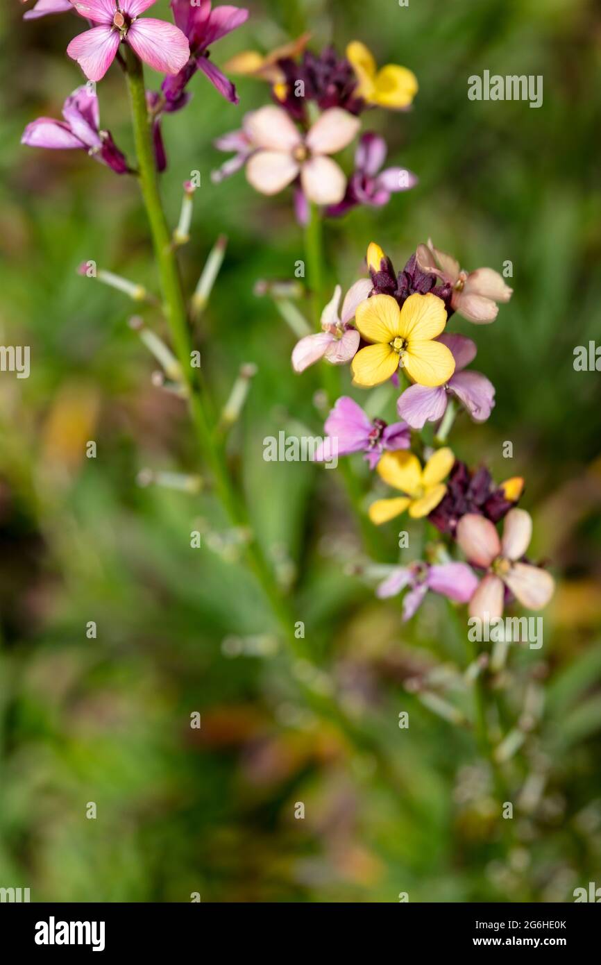 Popular Erysimum mutabile flowering, close-up plant portrait Stock ...