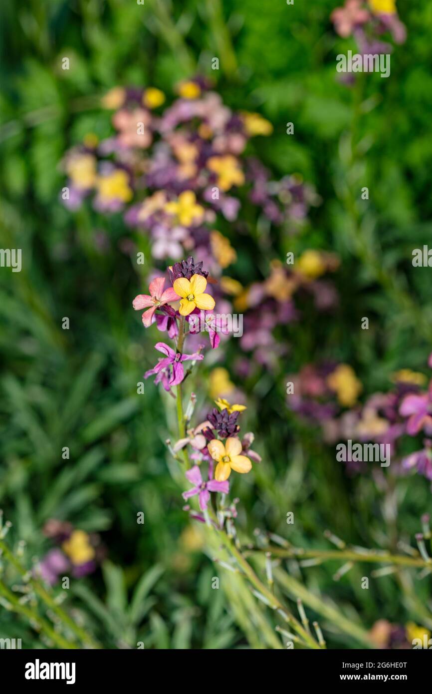Popular Erysimum mutabile flowering, close-up plant portrait Stock ...