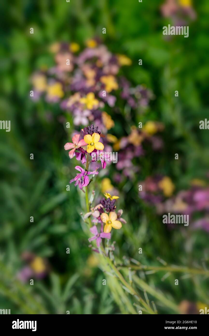 Popular Erysimum mutabile flowering, close-up plant portrait Stock ...