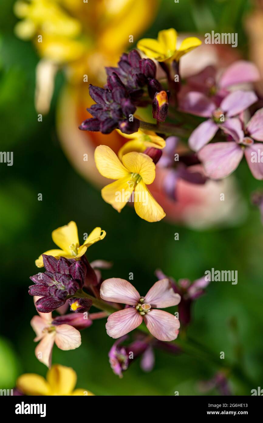 Popular Erysimum mutabile flowering, close-up plant portrait Stock ...