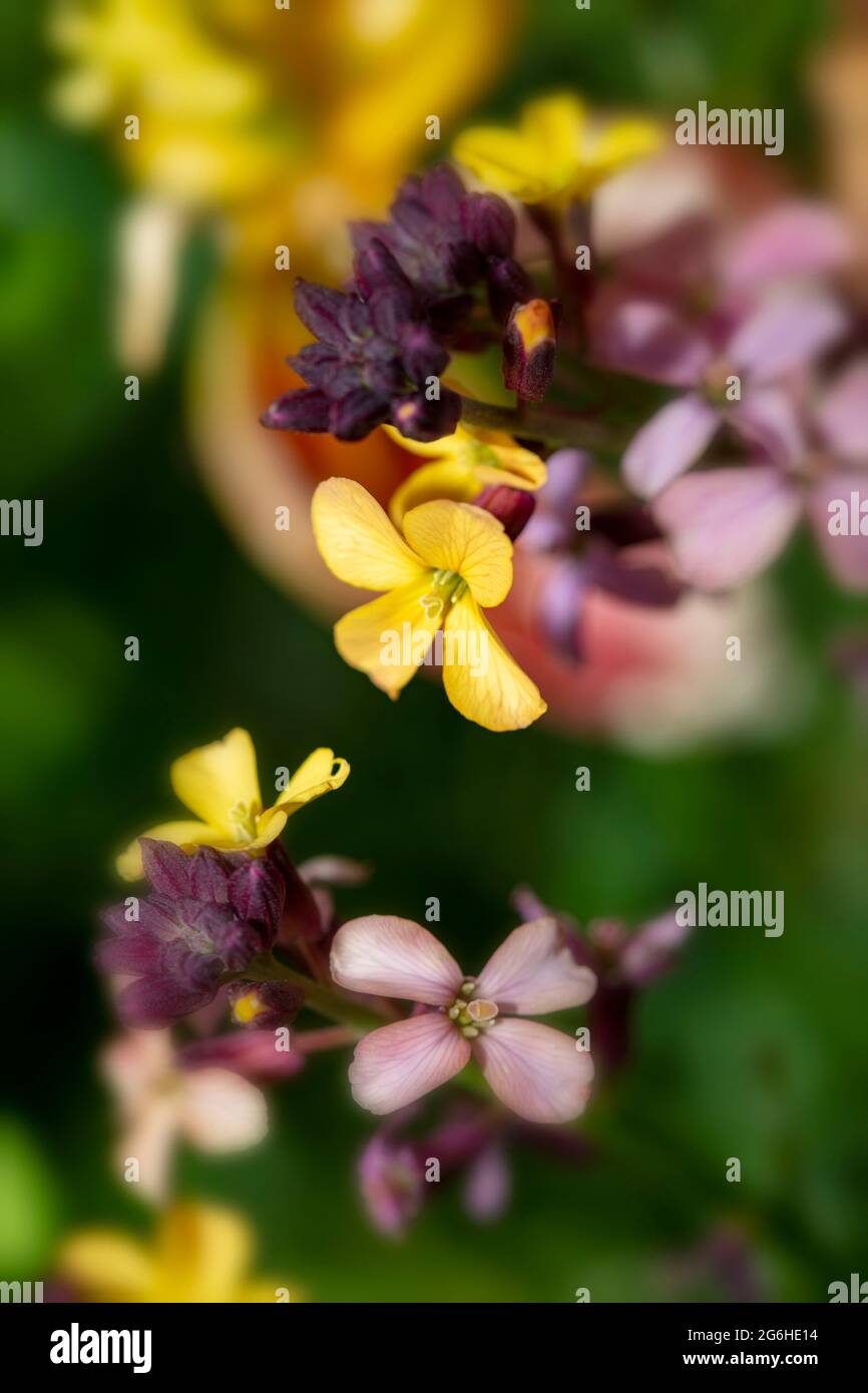 Erysimum mutabile hi-res stock photography and images - Alamy