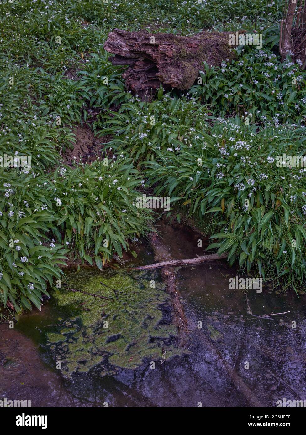 Allium ursinum, ramsons, buckrams, wild garlic, broad-leaved garlic ...