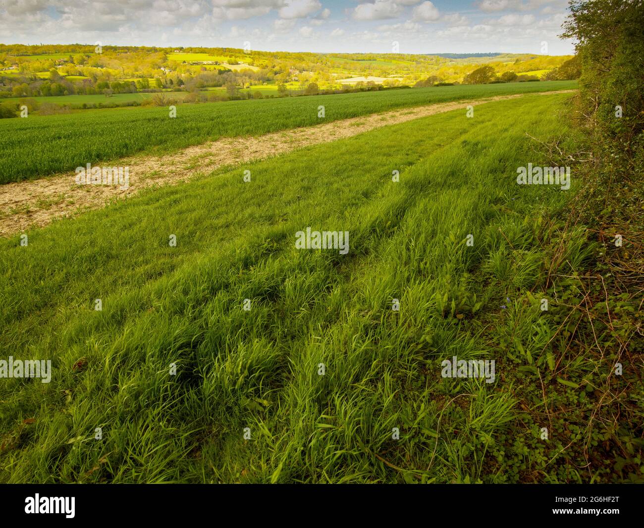 Wellbeing', simple open landscape with trees path and sunshine ...