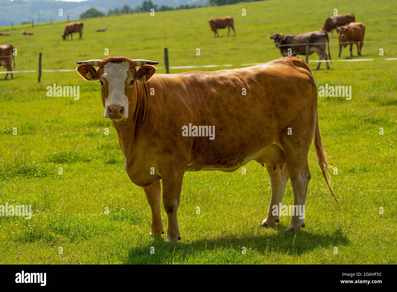 Hochsauerlandkreis hi-res stock photography and images - Alamy