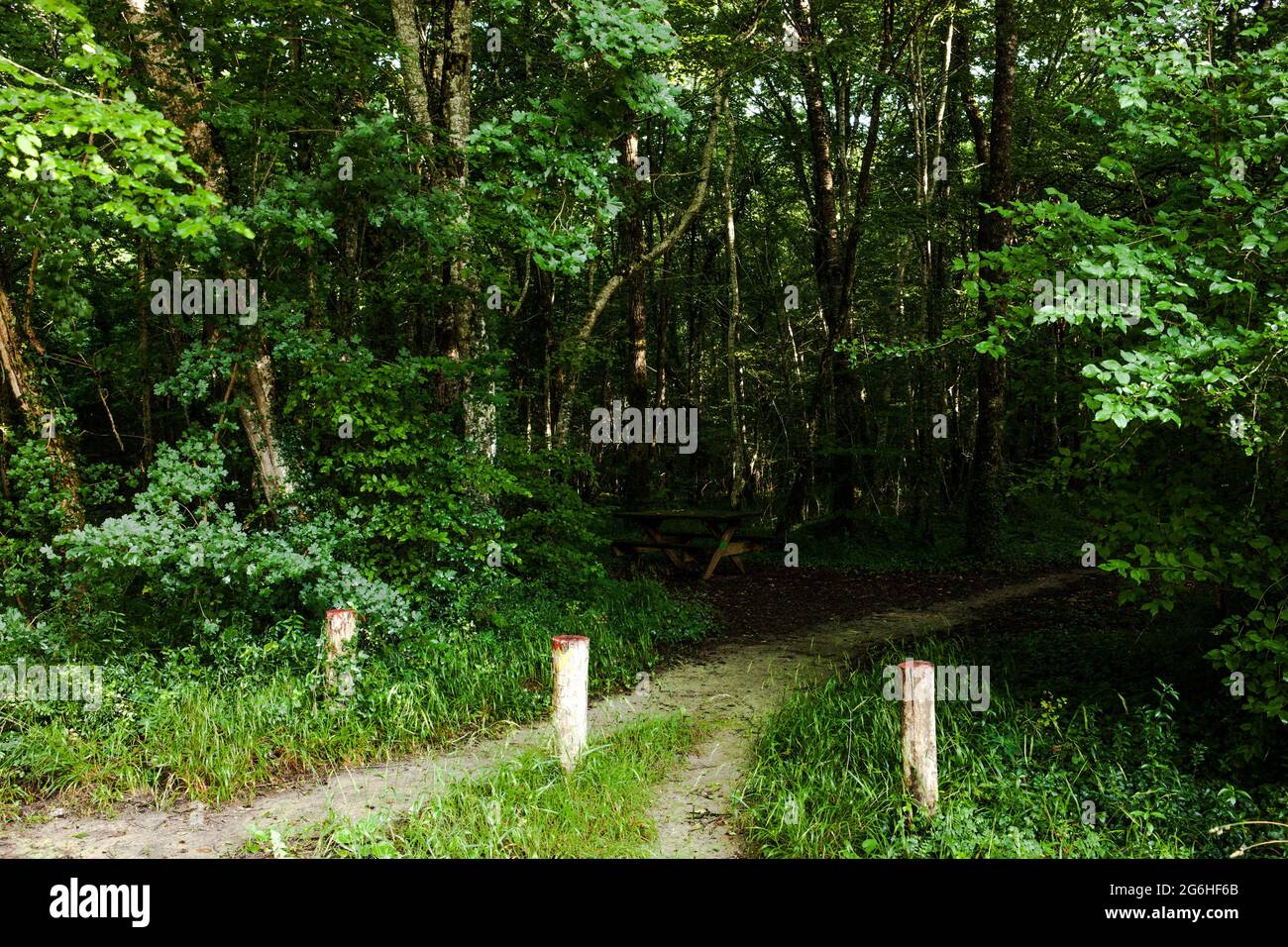 Dark mysterious mixed tree type ancient hunting forest hi-res stock ...