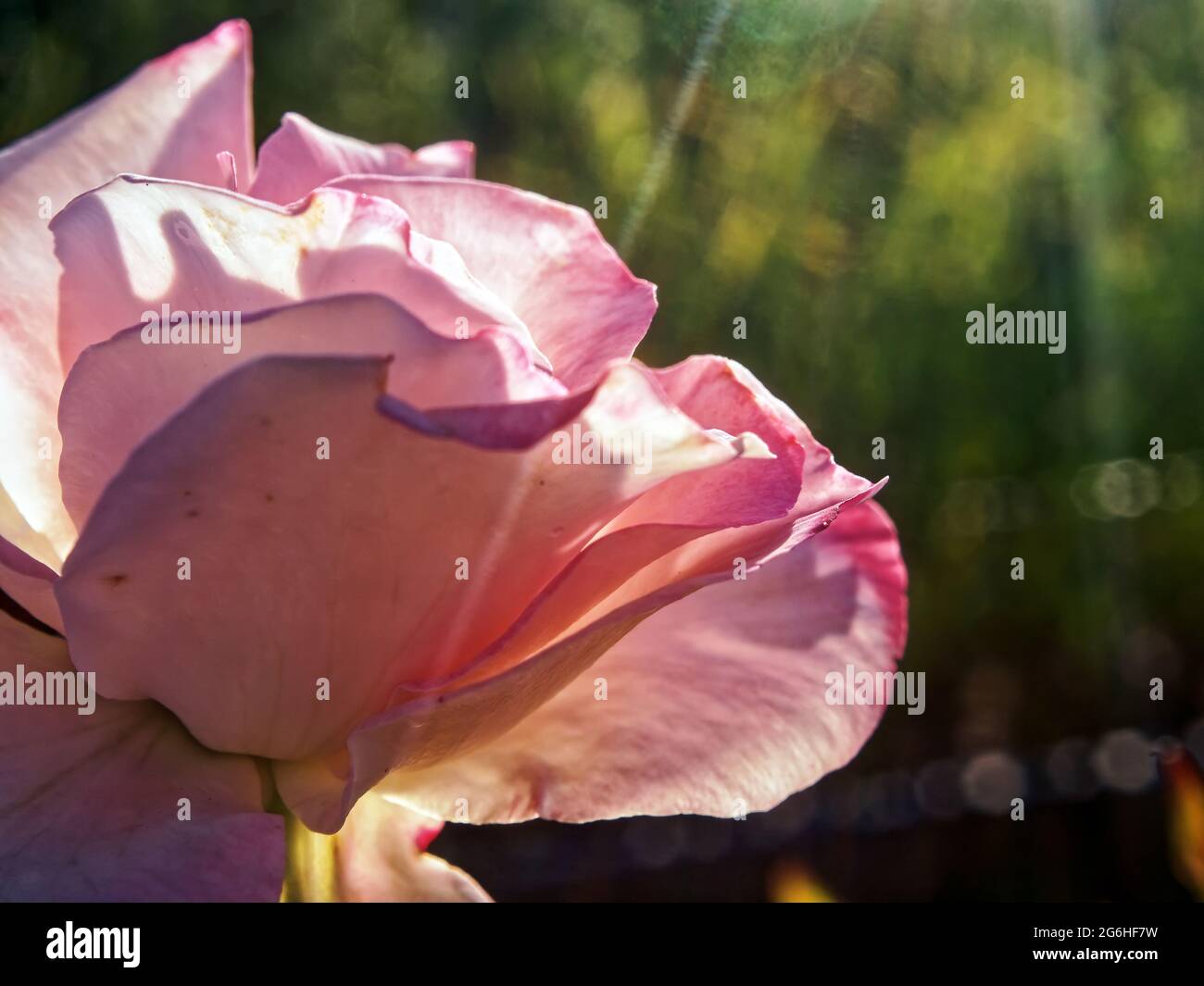 a blooming rosebud of pink color in the garden, in summer Stock Photo ...