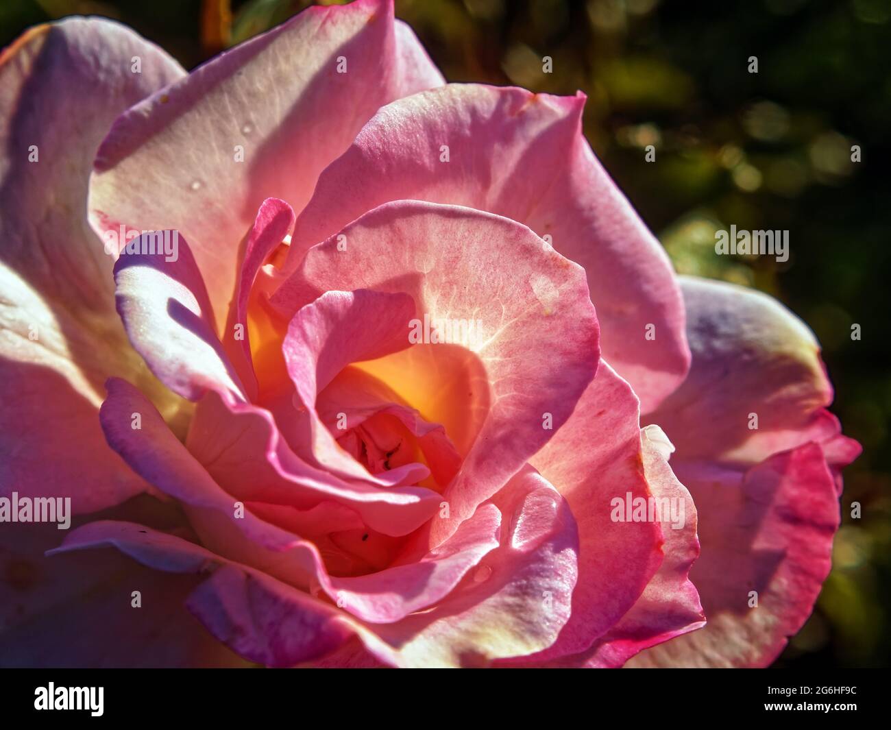 a blooming rosebud of pink color in the garden, in summer Stock Photo ...